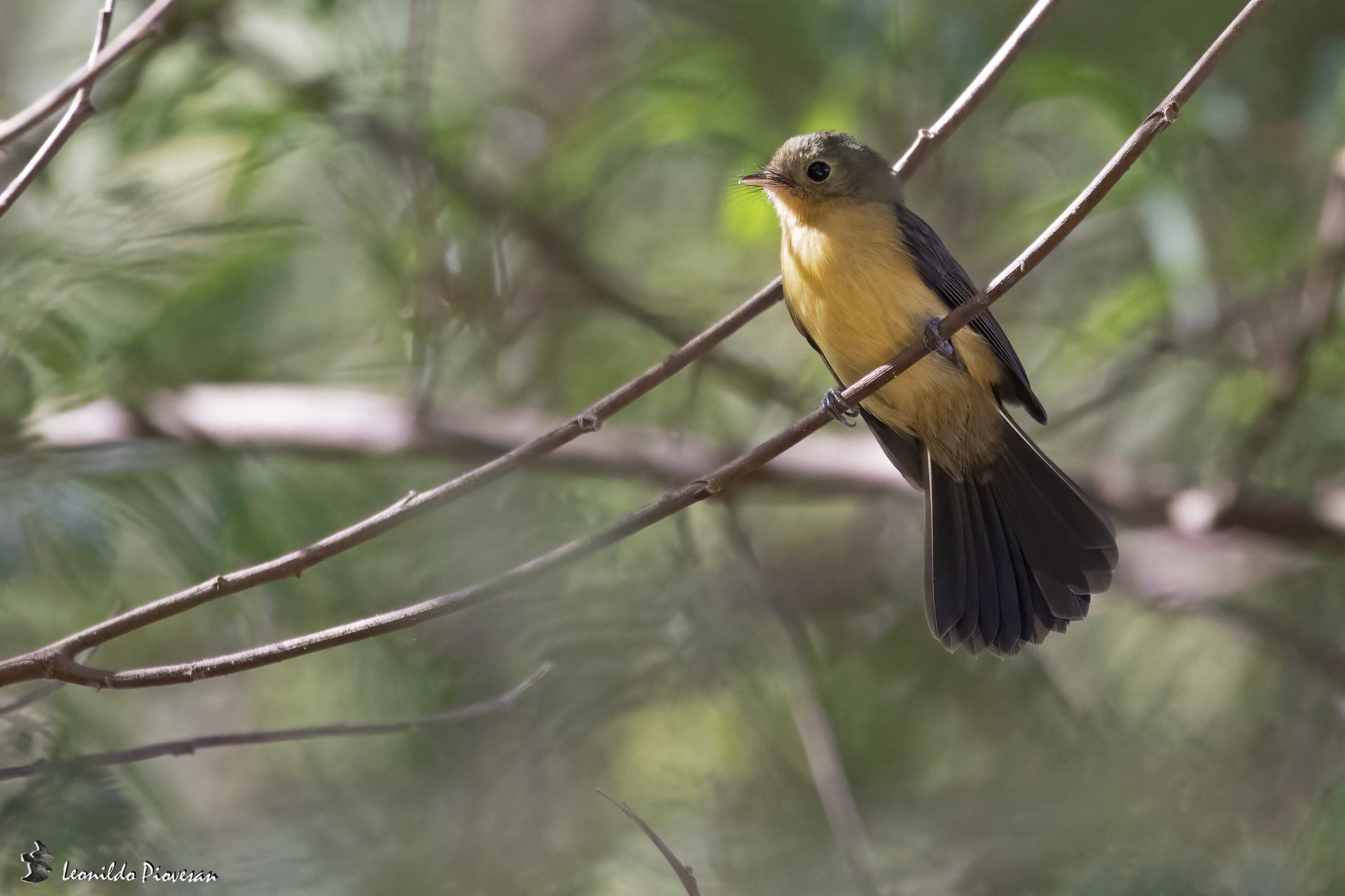 Aves (pássaros) de São Paulo (Birds os São Paulo) | Avis Tem (Falando ...